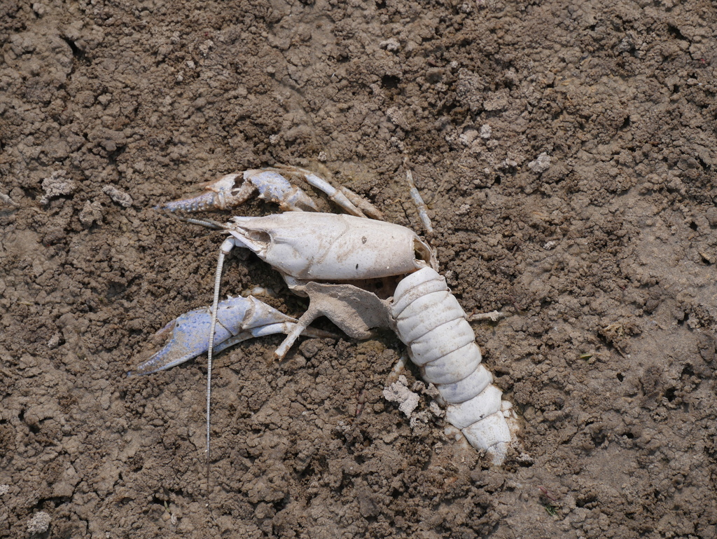 Faxonius from Fruit Growers Reservoir, Colorado, USA on August 10, 2021 ...