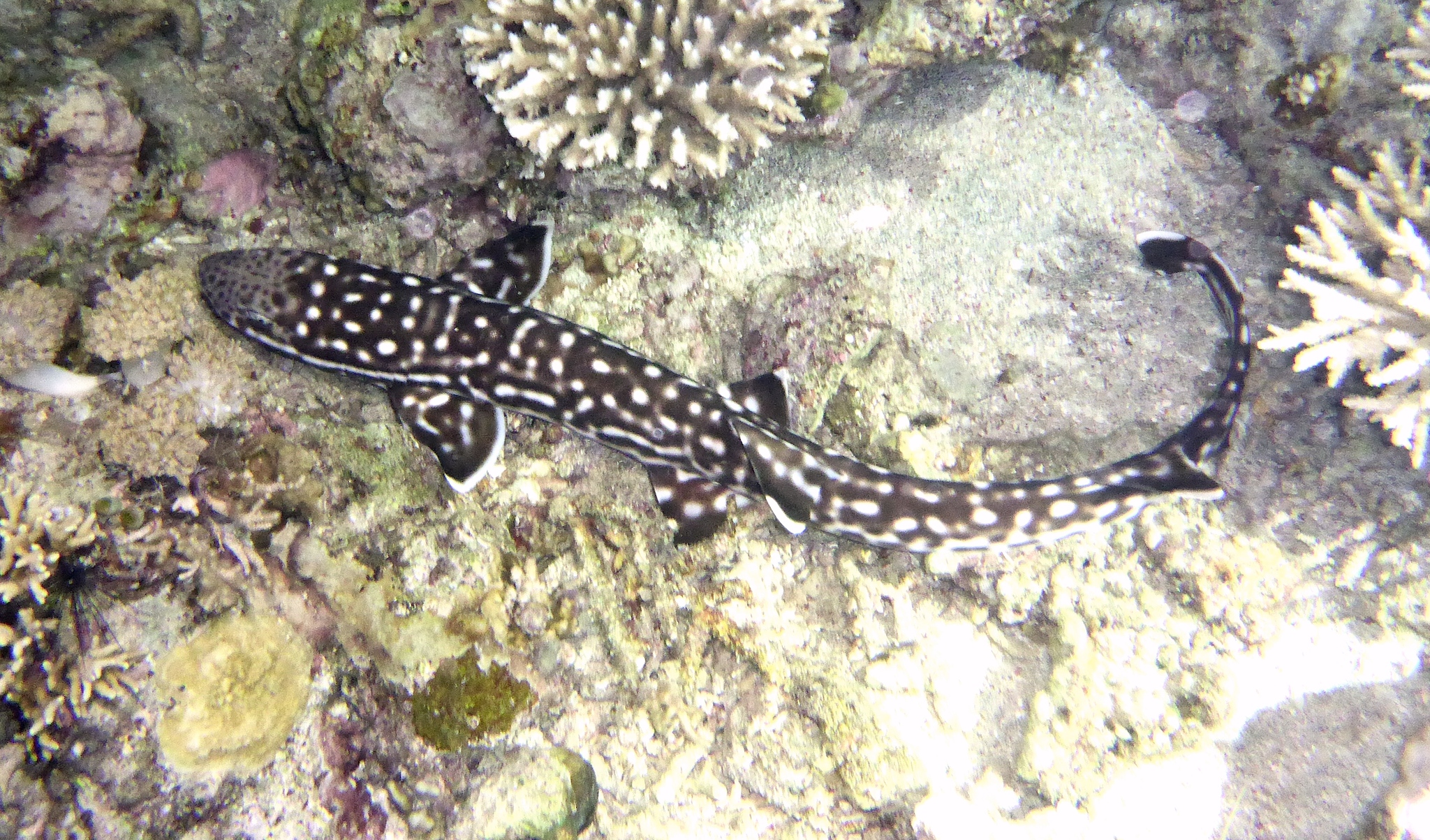 Atelomycterus marmoratus