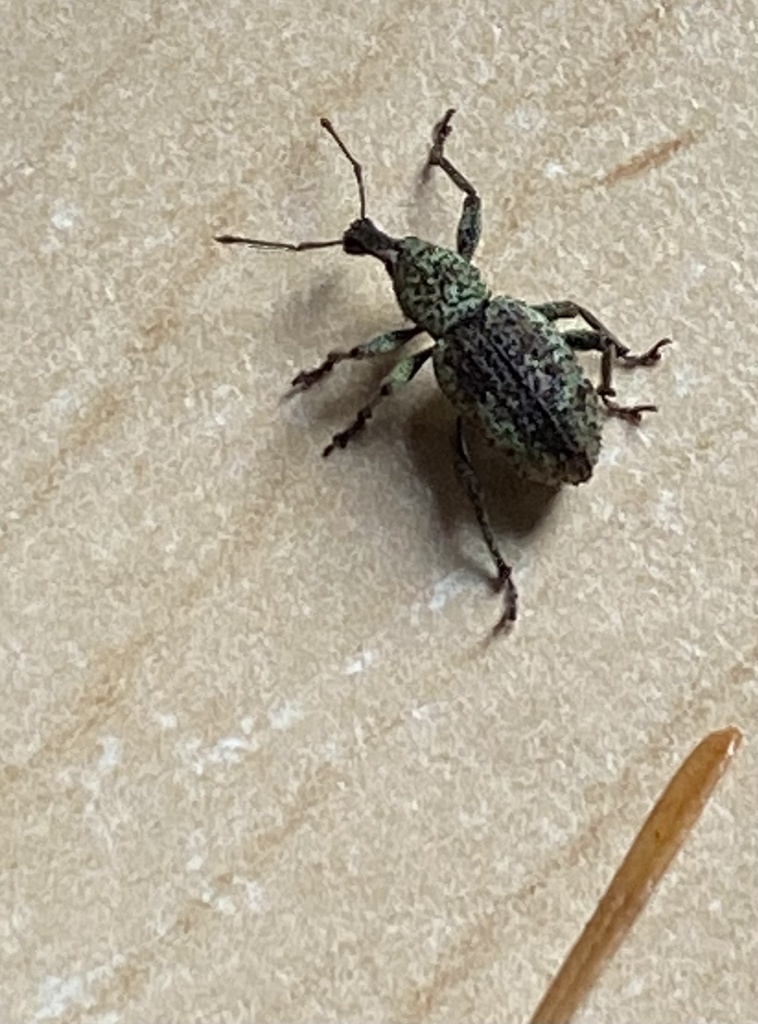 Broad-nosed Weevils from N Beaver Creek Rd, Seal Rock, OR, US on August ...