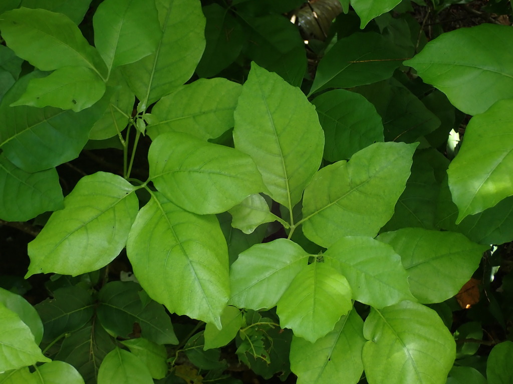 Kerosene Tree (Cordia subcordata) - Botanical Realm