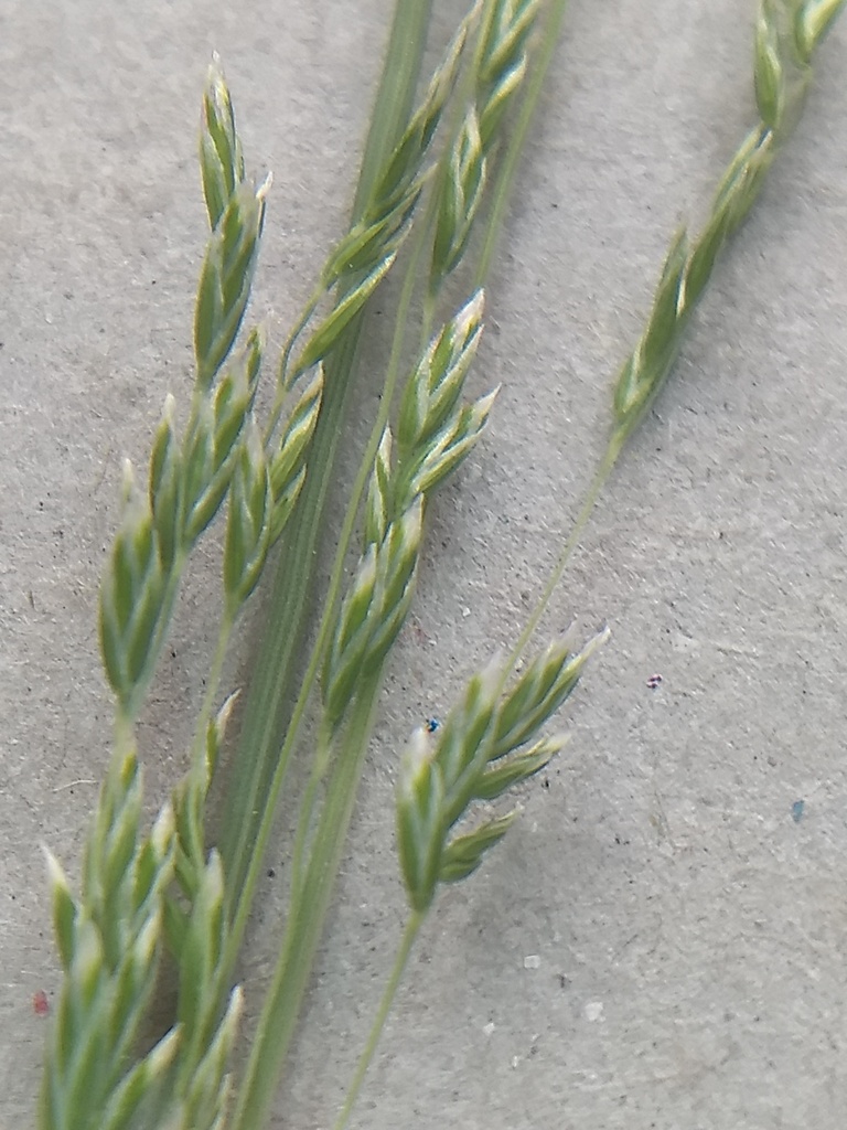 Poa labillardieri (Cloud Nine Plants) · iNaturalist