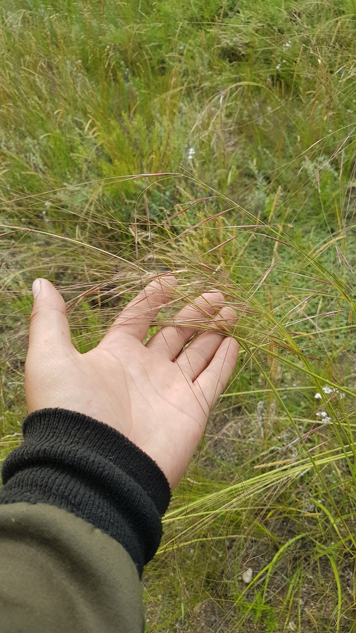 Stipa baicalensis Roshev.