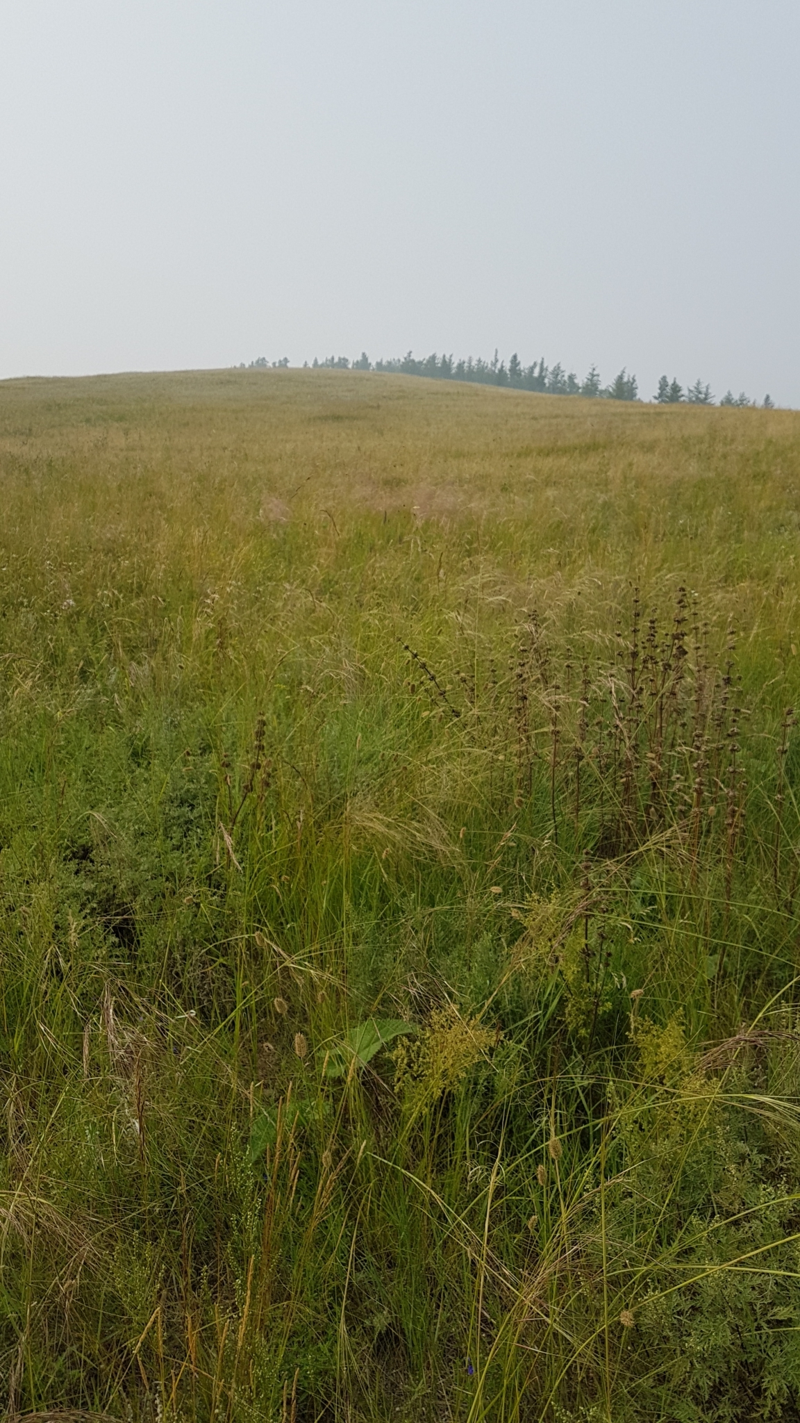 Stipa baicalensis Roshev.