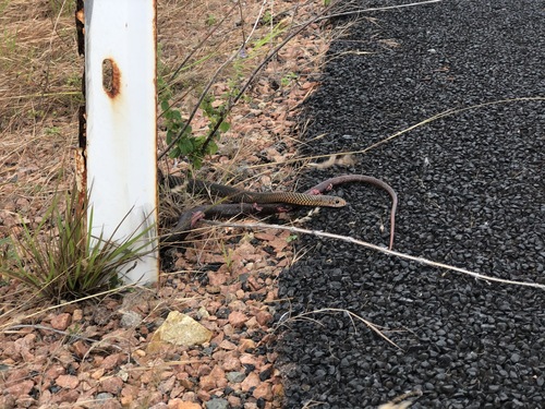 Lesser Black Whipsnake (Demansia vestigiata) - Snakes and Lizards