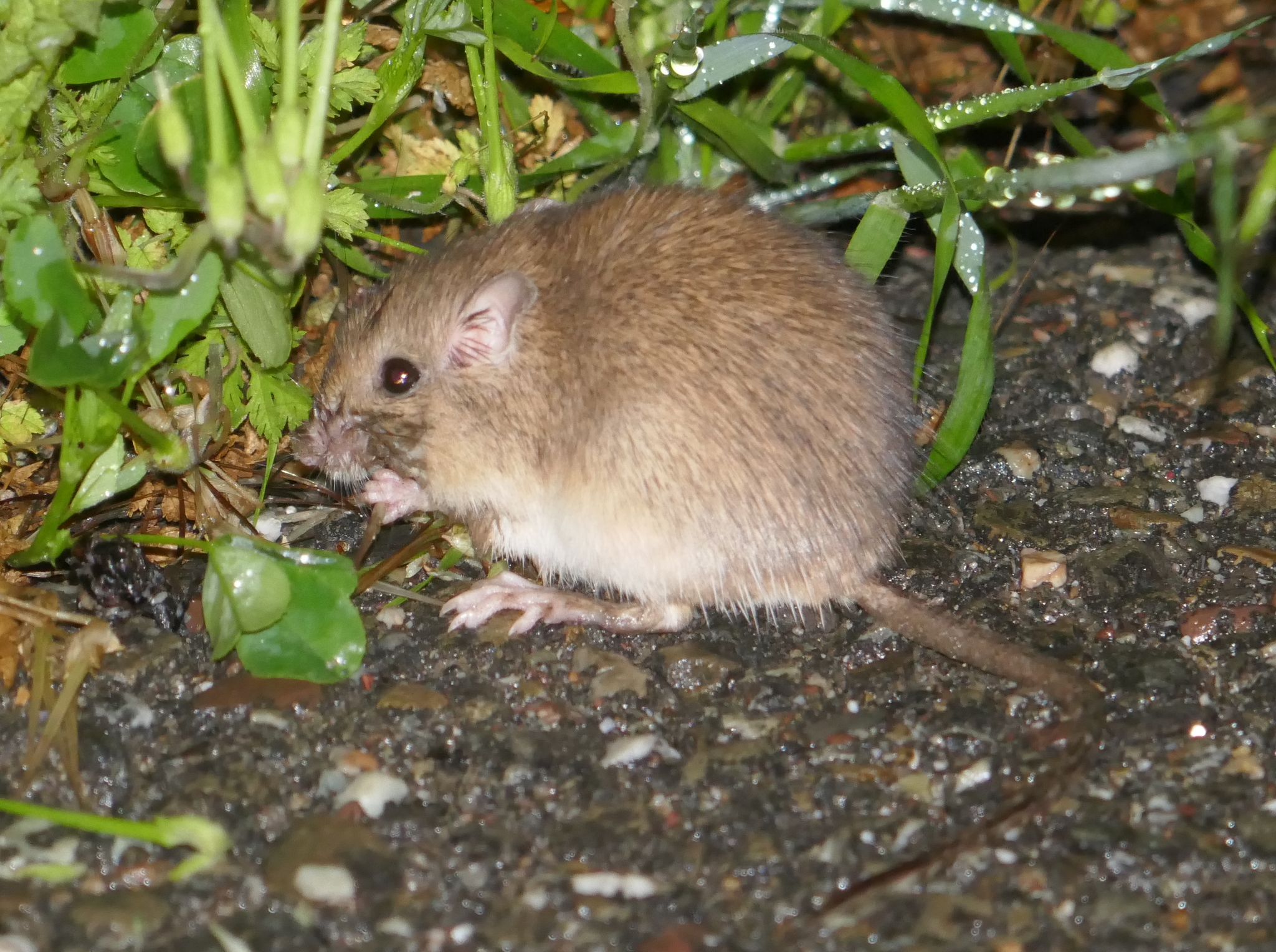 Chaetodipus californicus (Merriam, 1889)