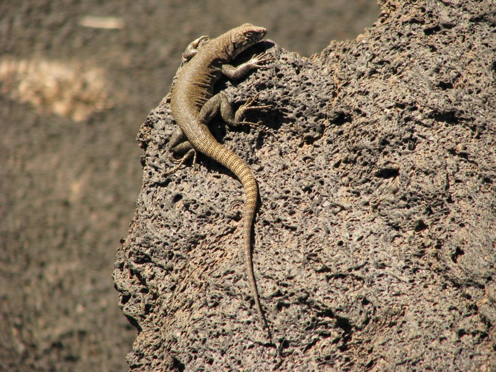 Southern Mendoza Smooth-throated Lizard from Malargüe, AR-MZ, AR on ...