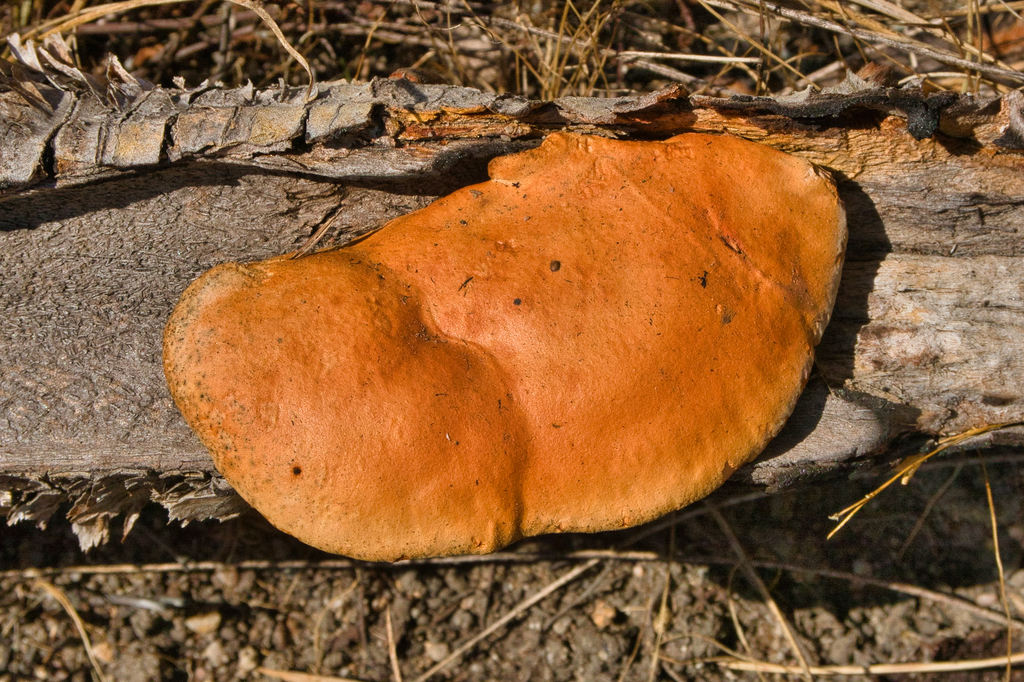 Trametes from River Valley Nature Reserve, Portal Avenue, Margate ...