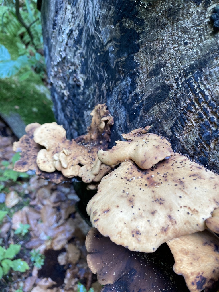 Giant Polypore from Gribskov, Græsted, Hovedstaden, DK on August 12 ...