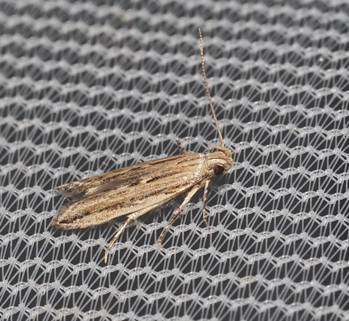 Maryland Biodiversity Project - No Common Name (Symmetrischema striatella)