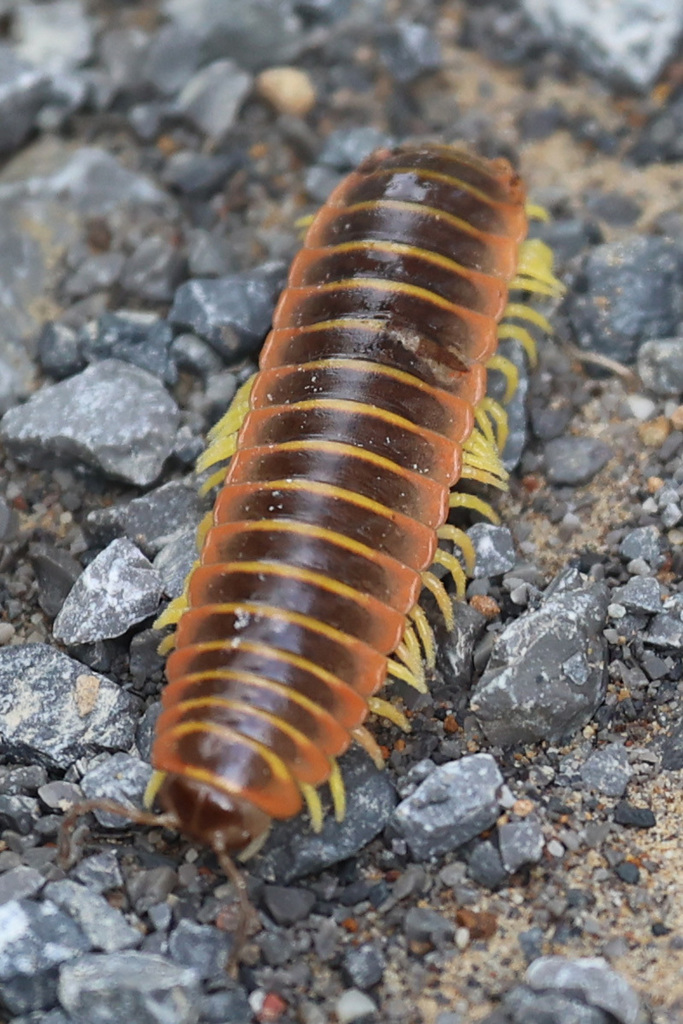 Black-and-gold Flat Millipede from Jefferson County, WV, USA on August ...