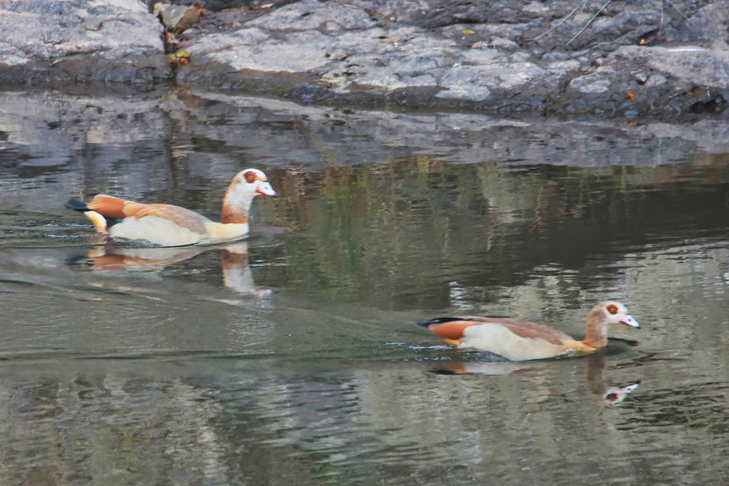 Egyptian Goose from River Valley Nature Reserve, Portal Avenue, Margate ...