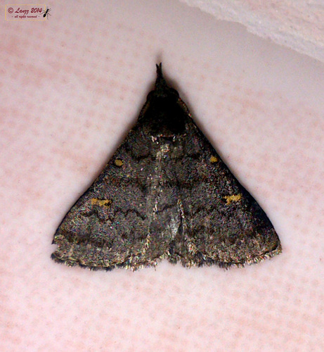 Genus Naarda · iNaturalist