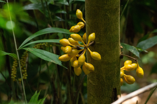 Monoon anomalum · iNaturalist