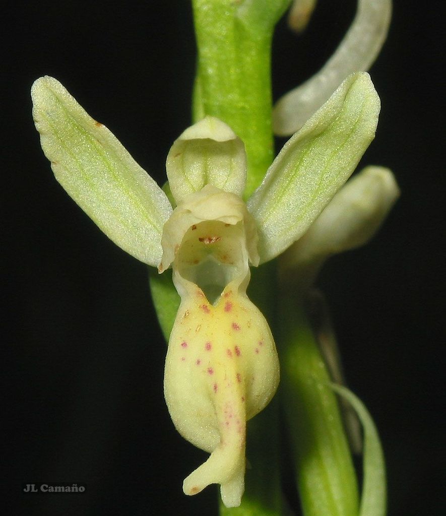 Provence Orchid (Orchidaceae La Rioja) · iNaturalist