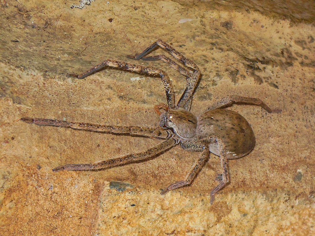Common Rain Spider from Nottingham Road, South Africa on December 28 ...