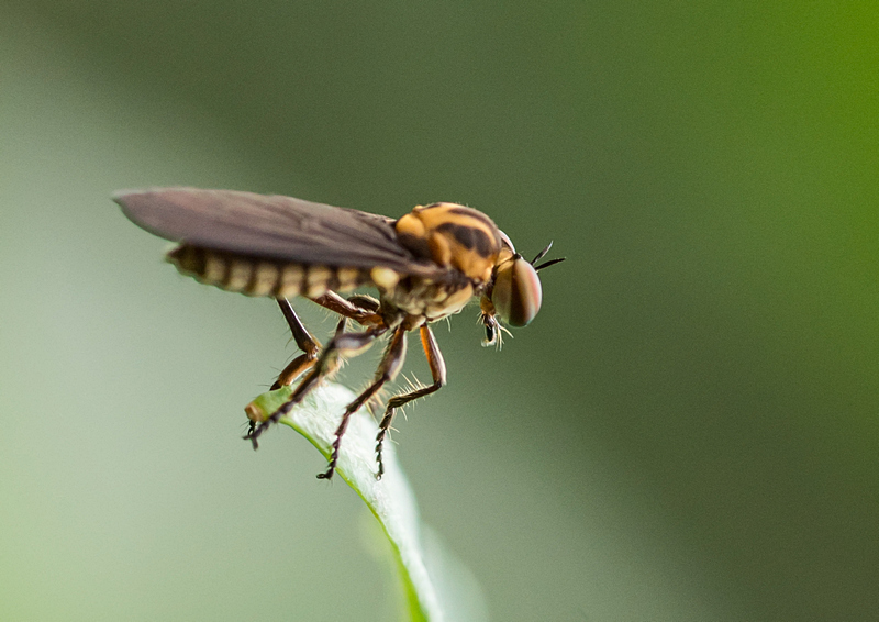 Gnat Ogres from Santa Marta, Magdalena, Colombia on January 10, 2018 at ...