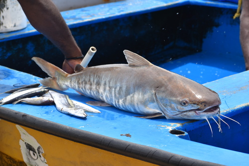 bronze catfish (Netuma bilineata) · iNaturalist United Kingdom