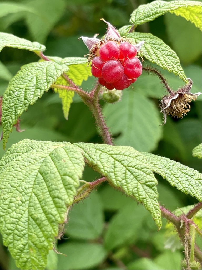 American red raspberry in August 2021 by jenarricale · iNaturalist
