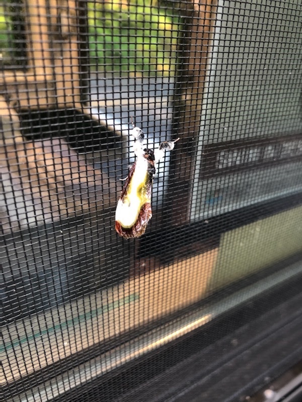 Beautiful Wood-nymph from Thurmont, MD, US on August 12, 2021 at 09:22 ...
