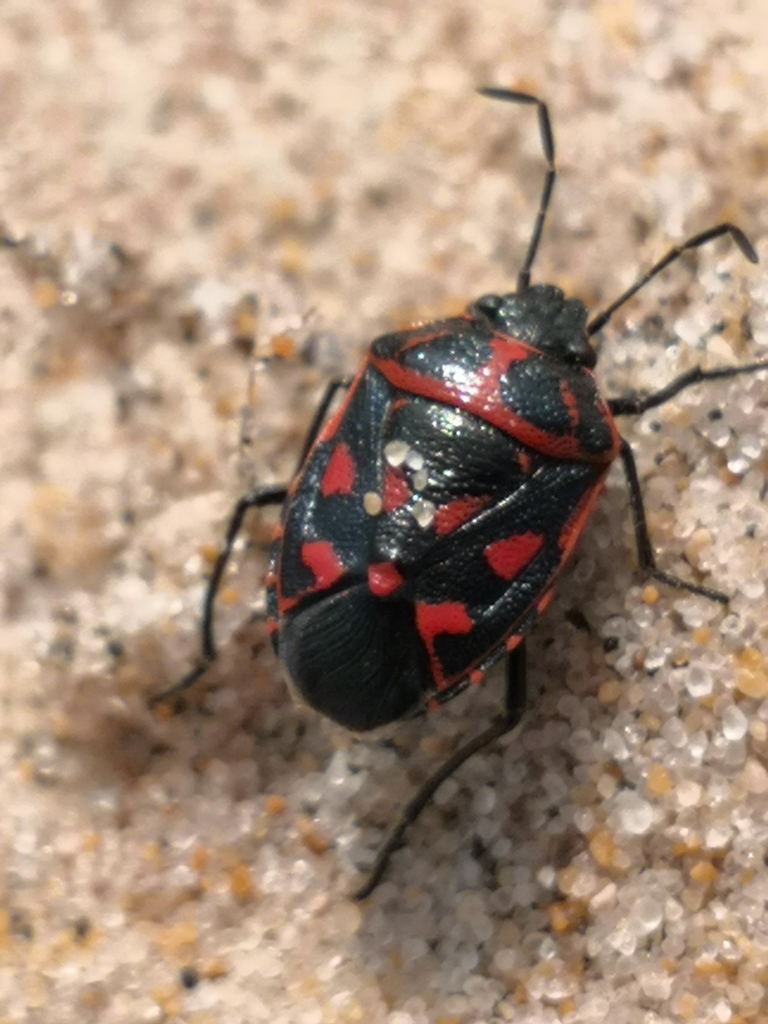 Eurydema herbacea (Madeira True Bugs) · iNaturalist