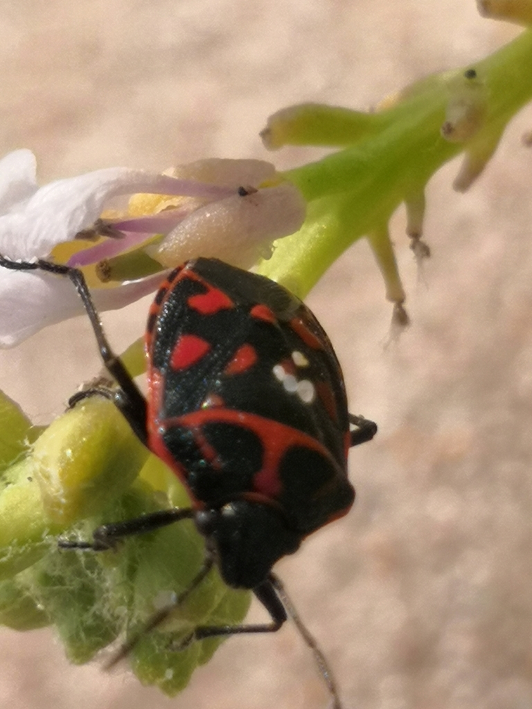 Eurydema herbacea (Madeira True Bugs) · iNaturalist