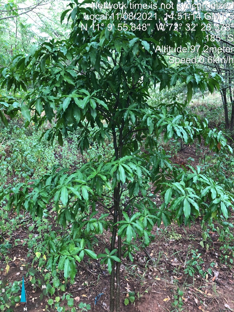 Red peroba in August 2021 by ddavilareyes · iNaturalist