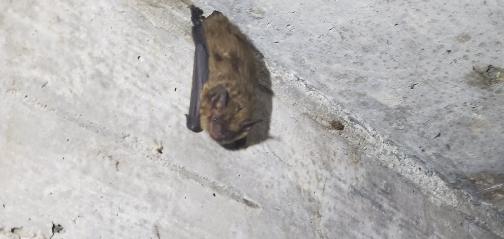 Vesper Bats in August 2021 by Joe Ledvina · iNaturalist