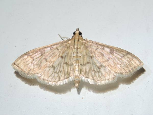 Bold-feathered Grass Moth in August 2021 by privatenoaccess · iNaturalist