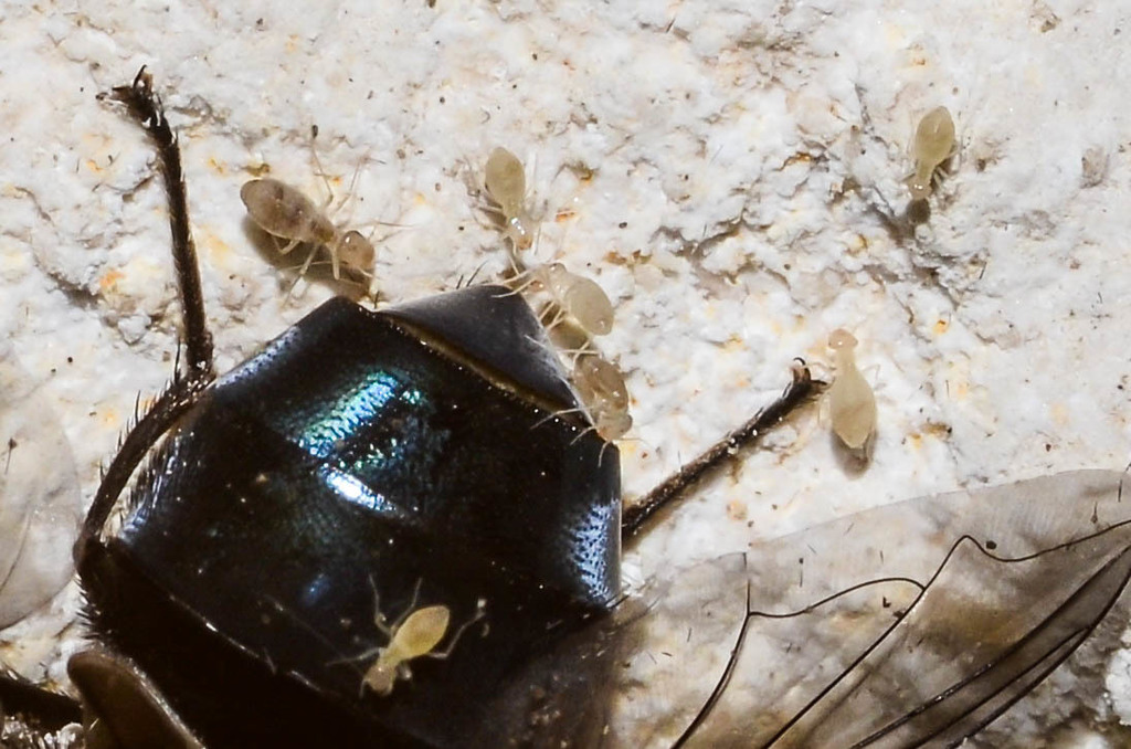 Psyllipsocus ramburii from Provincia di Vicenza, Italia on August 10 ...