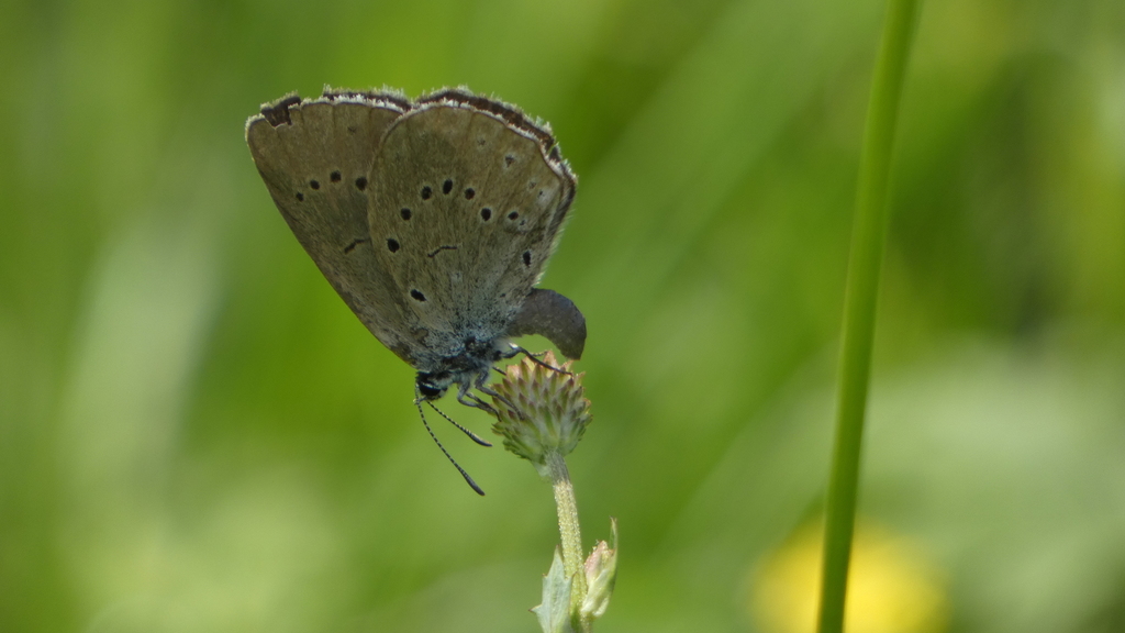 Scarce Large Blue in August 2021 by francescadeleo · iNaturalist