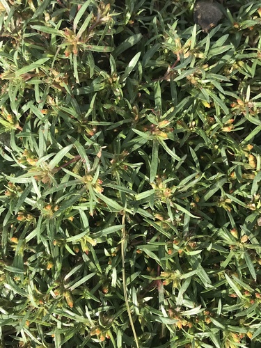 Observações de albart · BioDiversity4All