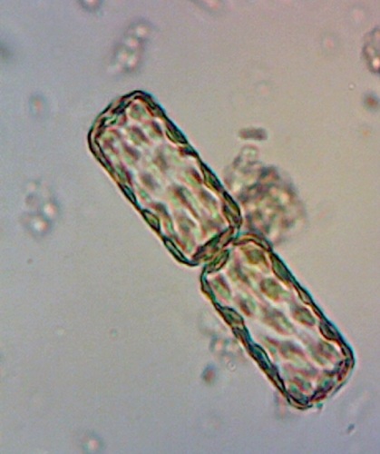 Genus Dactyliosolen · iNaturalist