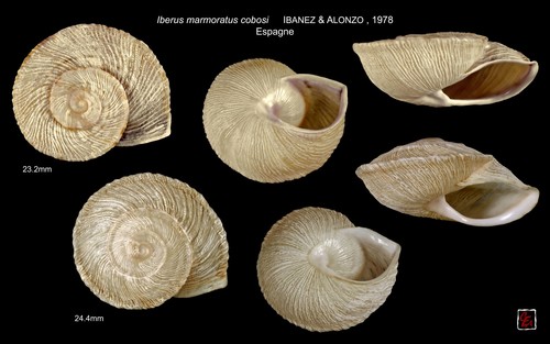 Iberus cobosi · iNaturalist