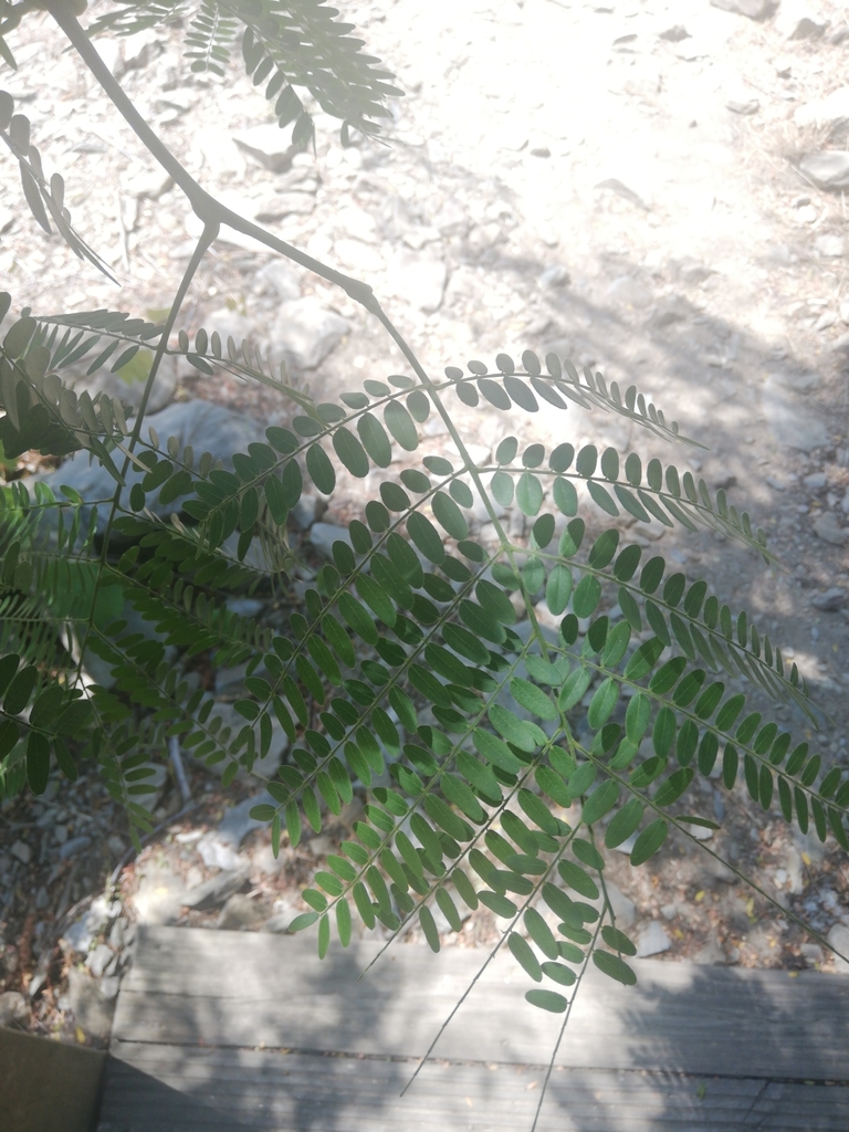 Pride of Bolivia in August 2021 by Luis Silva · iNaturalist