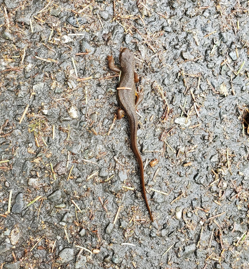 Rough-skinned Newt from Olympic, Olympic National Park, Jefferson ...