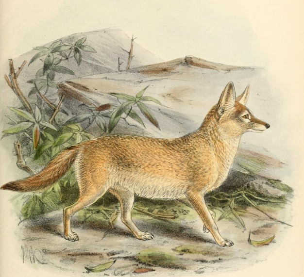 Pale Fox (Vulpes pallida) - Know Your Mammals