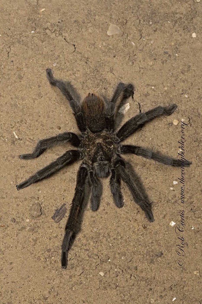 Rio Grande Gold Tarantula from 2-, 14 Farm to Market Rd 2098 Spur, Roma ...