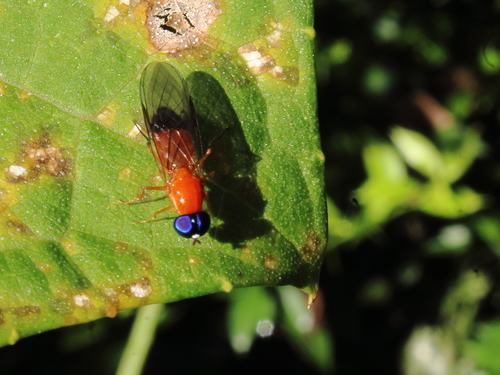 Sargus caeruleapex · NaturaLista Colombia
