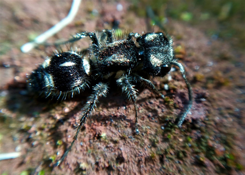 Hoplocrates monacha (Formigas-feiticeiras de Rio Claro, SP) · iNaturalist