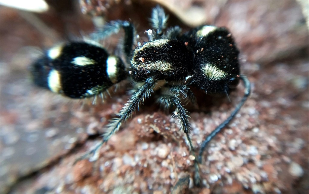 Hoplocrates monacha (Formigas-feiticeiras de Rio Claro, SP) · iNaturalist
