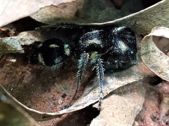 Hoplocrates monacha (Formigas-feiticeiras de Rio Claro, SP) · iNaturalist