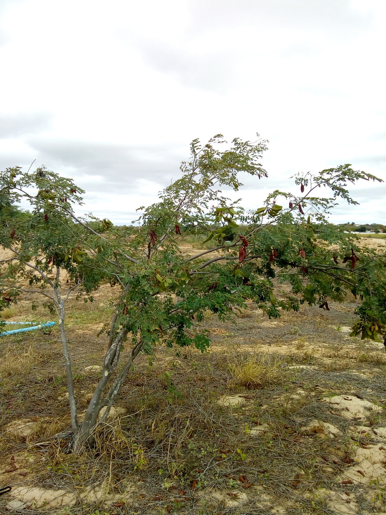 Libidibia ferrea ferrea from Cabaceiras - PB, Brasil on August 9, 2021 ...
