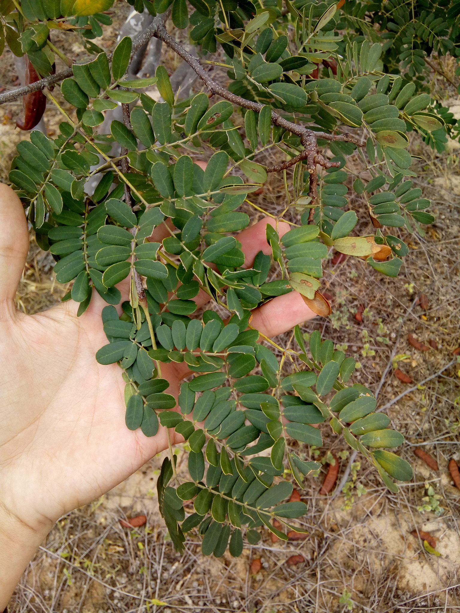 Libidibia ferrea (Mart. ex Tul.) L.P.Queiroz