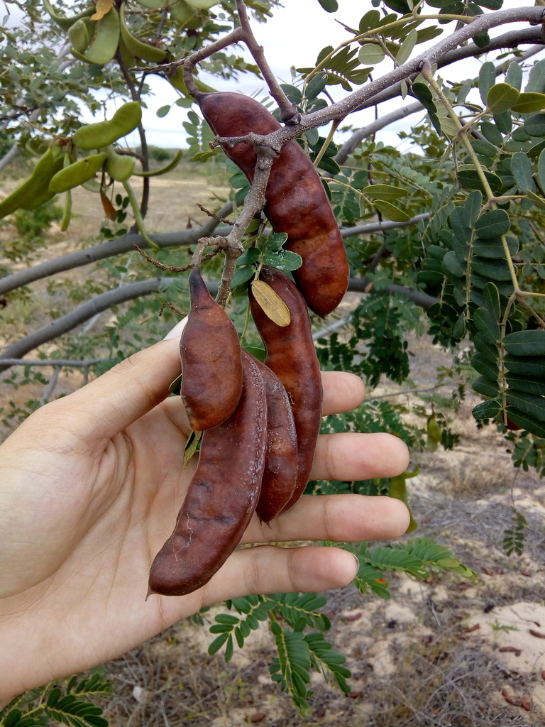 Brazilian ironwood (Libidibia ferrea) - Botanical Realm