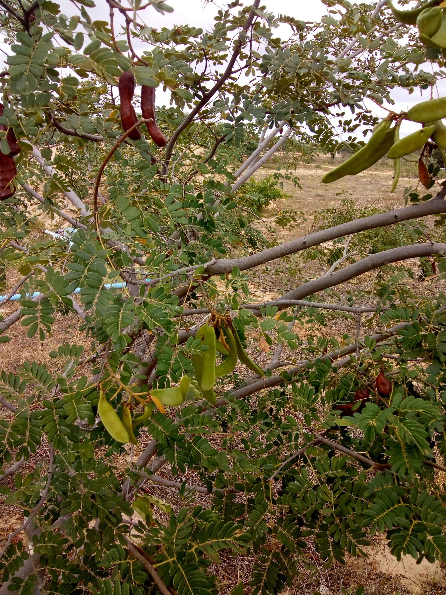 Libidibia ferrea (Mart. ex Tul.) L.P.Queiroz