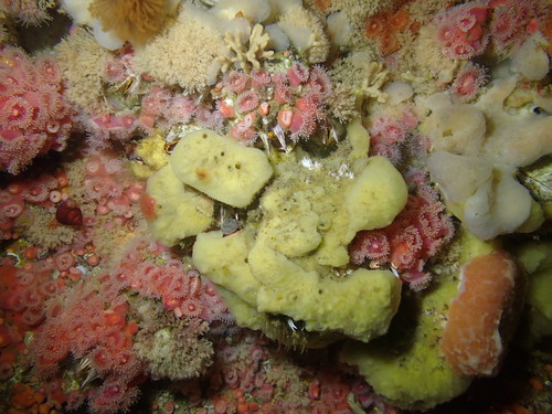 Demosponja (Mycale psila)