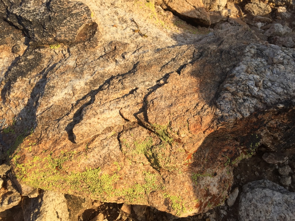 mosses from General Plutarco Elías Calles, SON, General Plutarco Elías ...