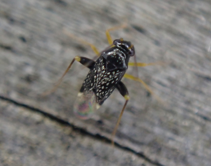 Garden Fleahopper from South Cleveland, TN, USA on August 12, 2021 at ...