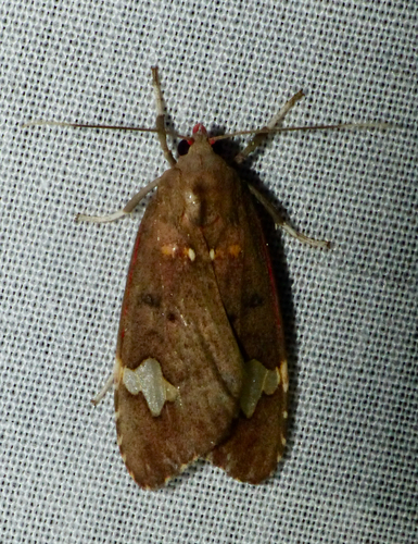 (Melese chiriquensis)