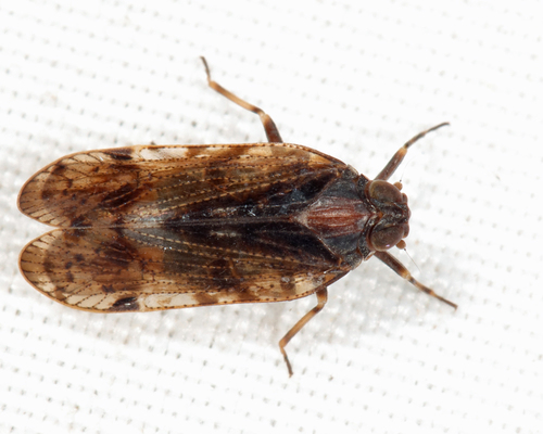 Melanoliarus quinquelineatus · iNaturalist